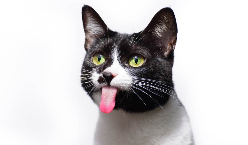 PIF - Peritonite Infecciosa Felina - Aplicativo VETS